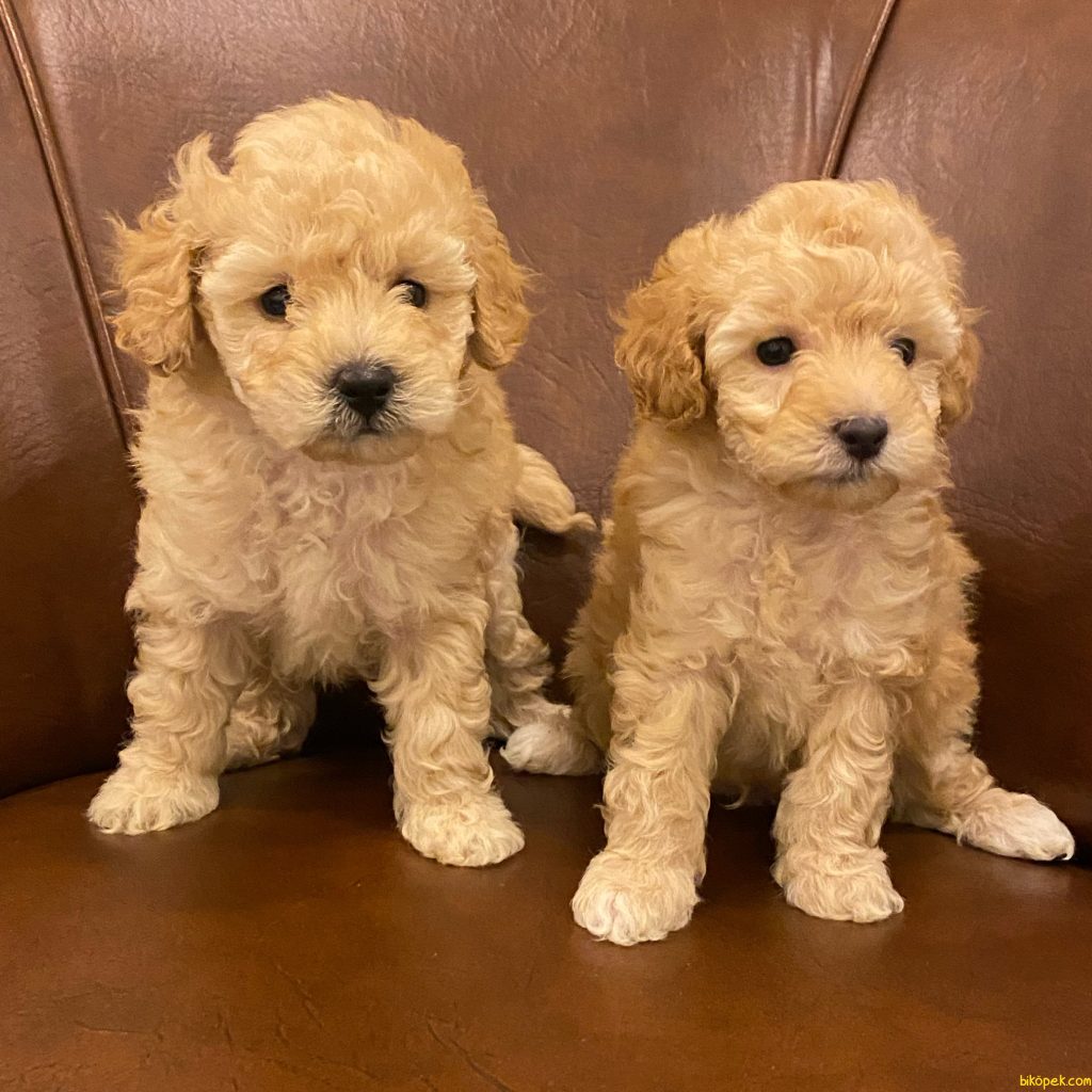 Satılık Apricot Toy Toodle Yavrular | Toy Poodle